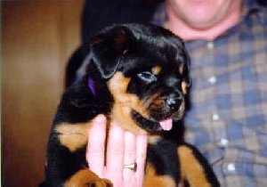 Braxenburg Rottweilers/Dragon's Lair