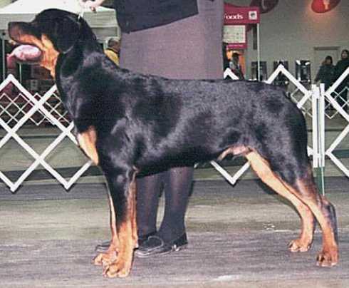 Braxenburg's Disney Villain Theme Litter