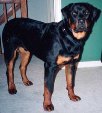 Braxenburg's Disney Villain Theme Litter