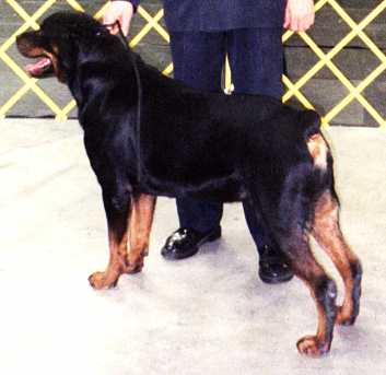 Braxenburg Rottweilers | Multi V-1 Int'l Ch.Aiko v. Sinnbrunnen SchH ...