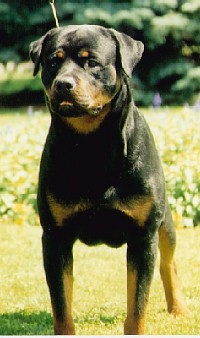 Braxenburg Rottweilers/Dragon's Lair
