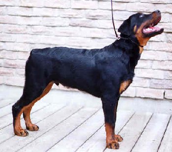 Braxenburg Rottweilers/Our C Litter