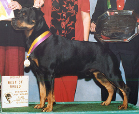 Rand and PDQ Puppies