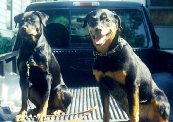 Braxenburg® Rottweilers | Here in my Car...
