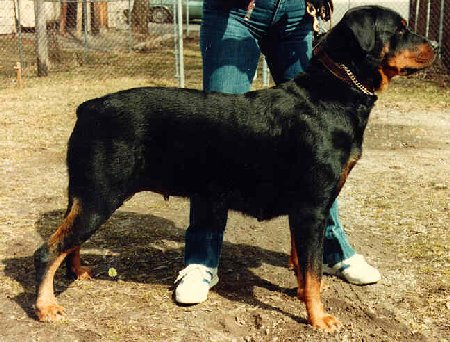 Braxenburg Rottweilers/The Mouse Hole